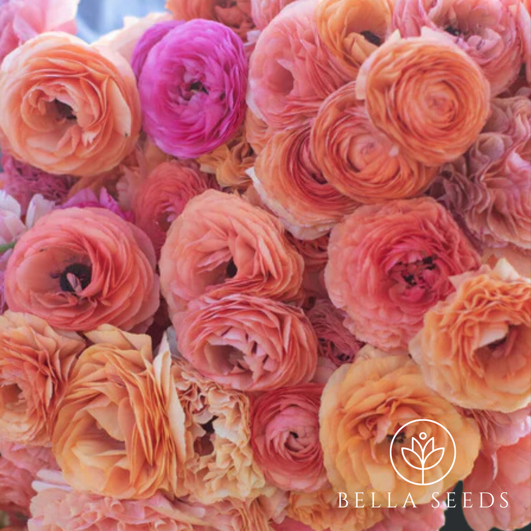 Ranunculus – Bella Seeds